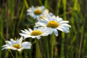 Five Ways to Wellbeing for Young People: Take Notice - Manchester Mind